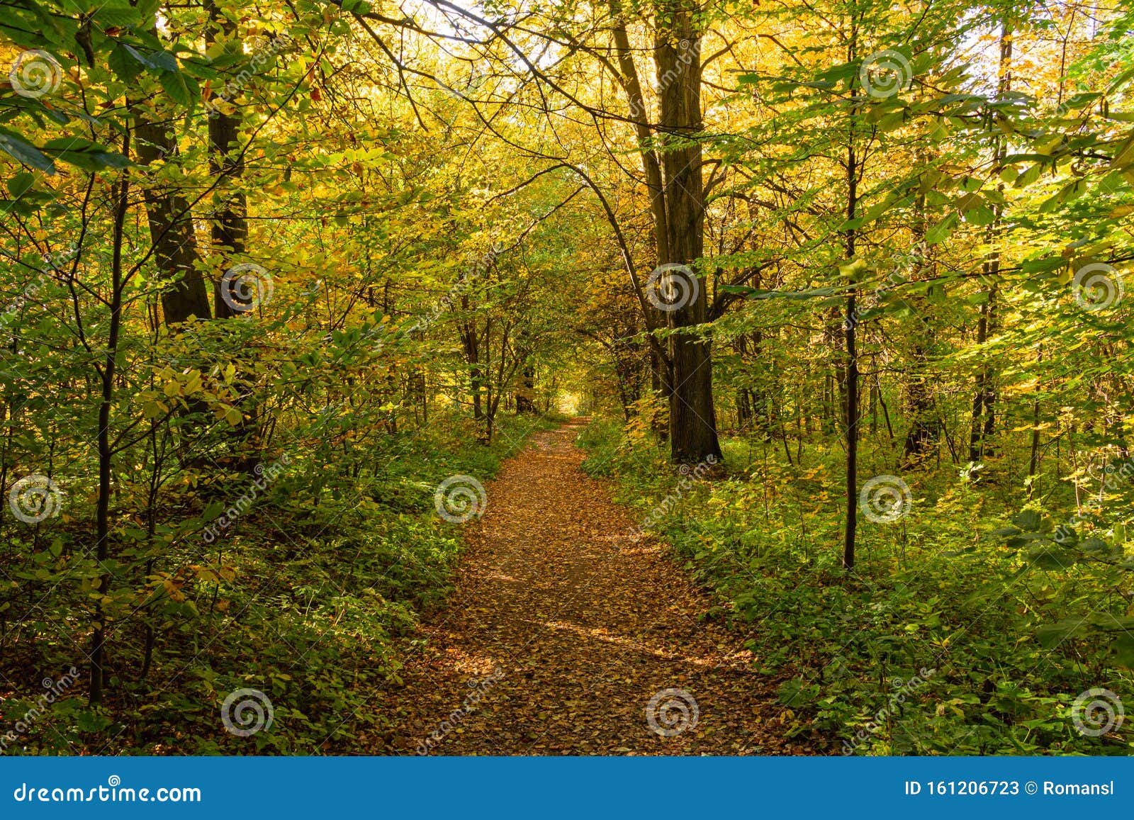 Magical Tunnel and Pathway through a Thick Forest Glowing by Sunlight ...
