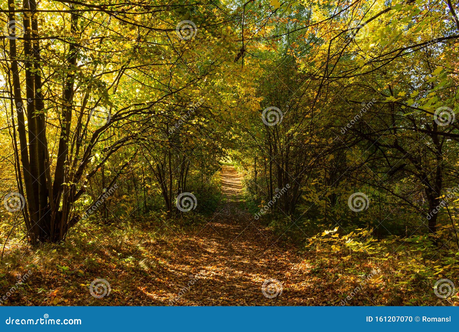 Magical Tunnel and Pathway through a Thick Forest Glowing by Sunlight ...