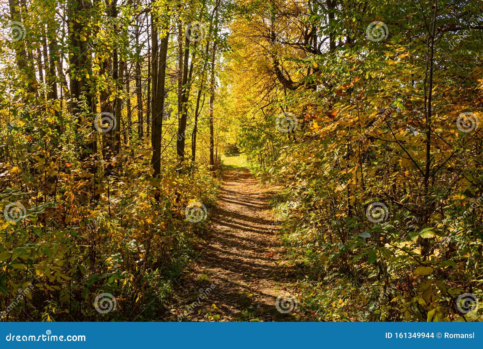 Magical Tunnel and Pathway through a Thick Forest Glowing by Sunlight ...