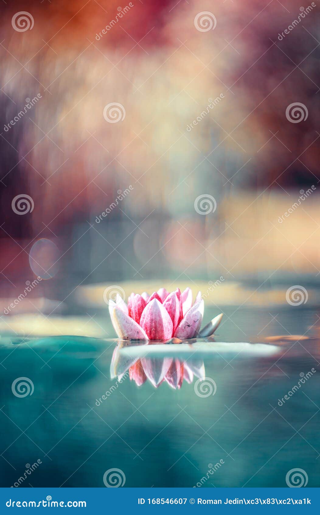 Magical Waterlily in the Lake Stock Image - Image of armeniacum, watter ...