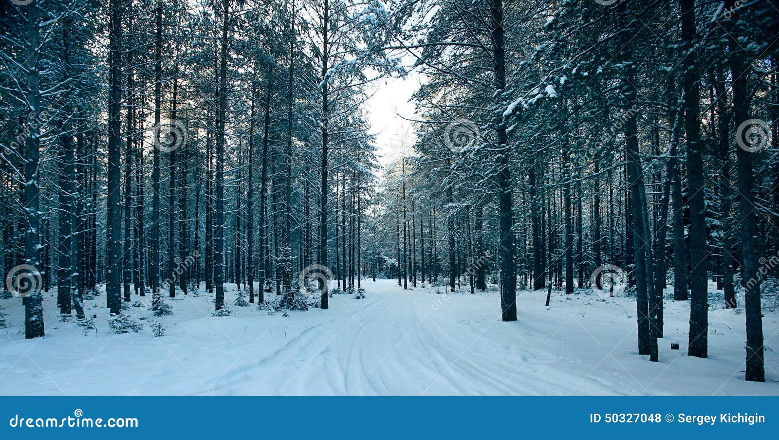 Magical Winter Forest, a Fairy Tale, Stock Photo - Image of national ...