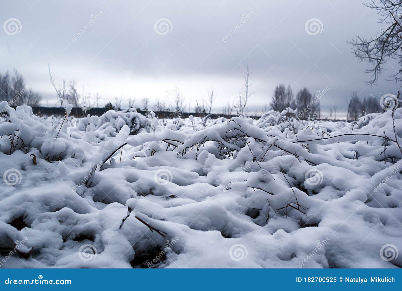 Magical Winter Landscape in the Forest in the Evening, a Field Covered ...