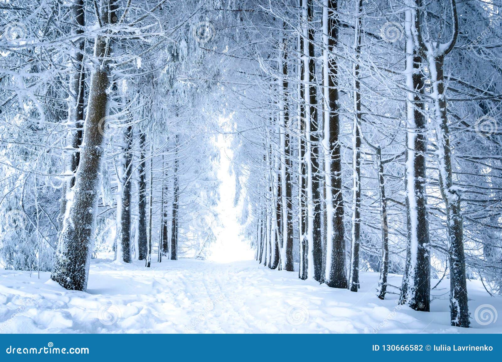 Magical Winter Scenery Stock Image | CartoonDealer.com #208075975