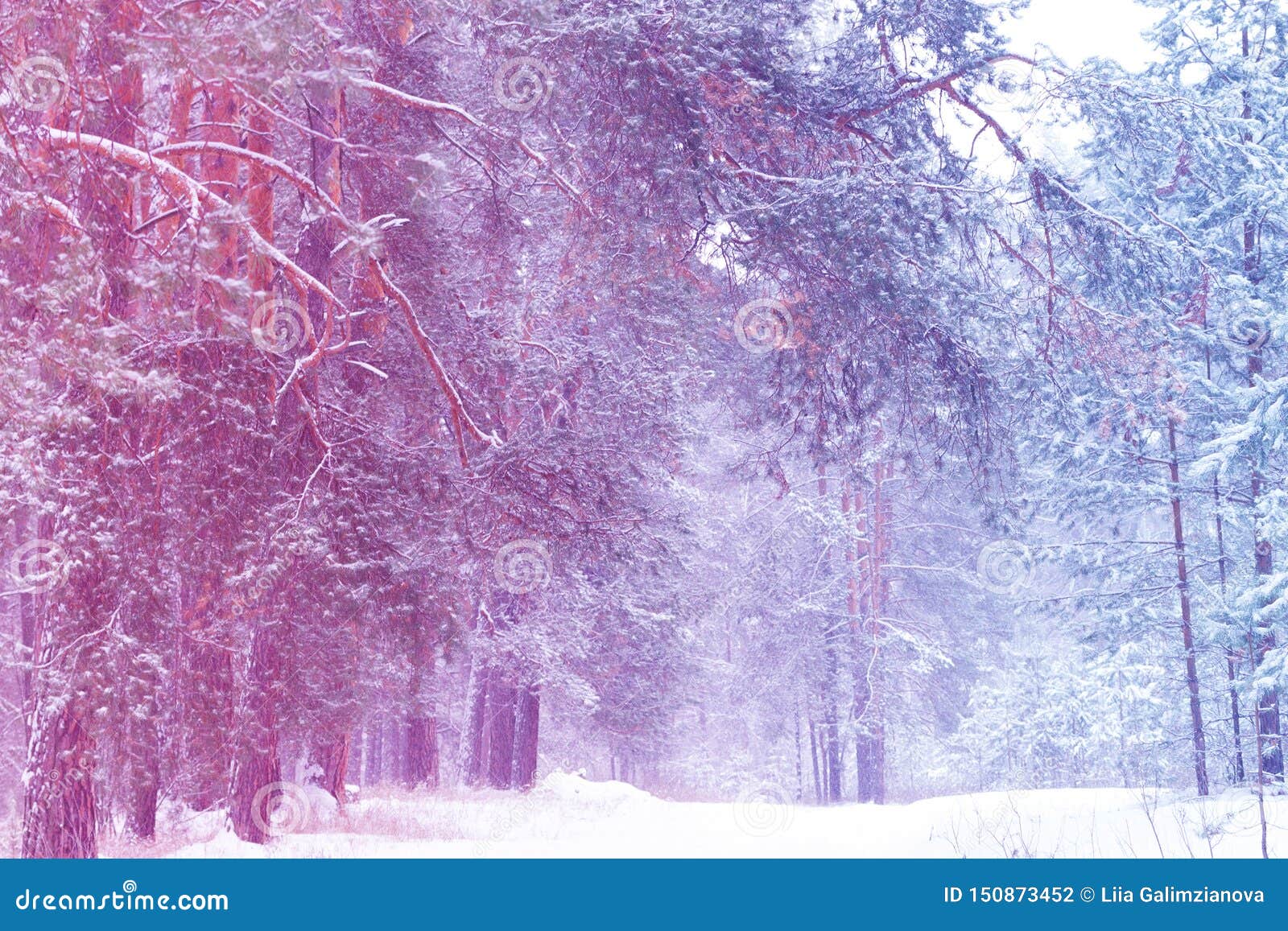 Magical Winter Landscape: Path between Snowy Trees Stock Photo - Image ...