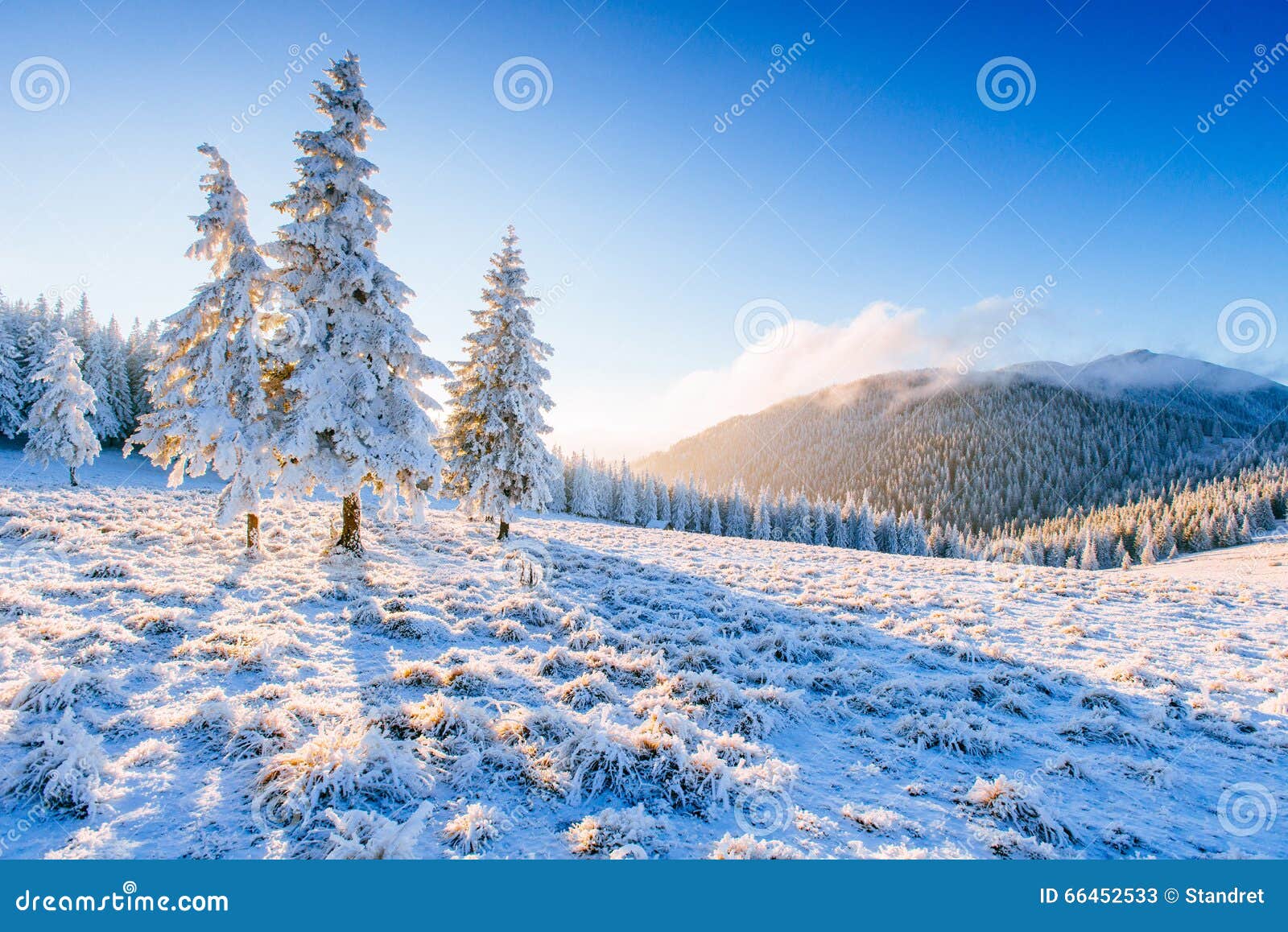 Magical Winter Snow Covered Tree Stock Image - Image of austria ...