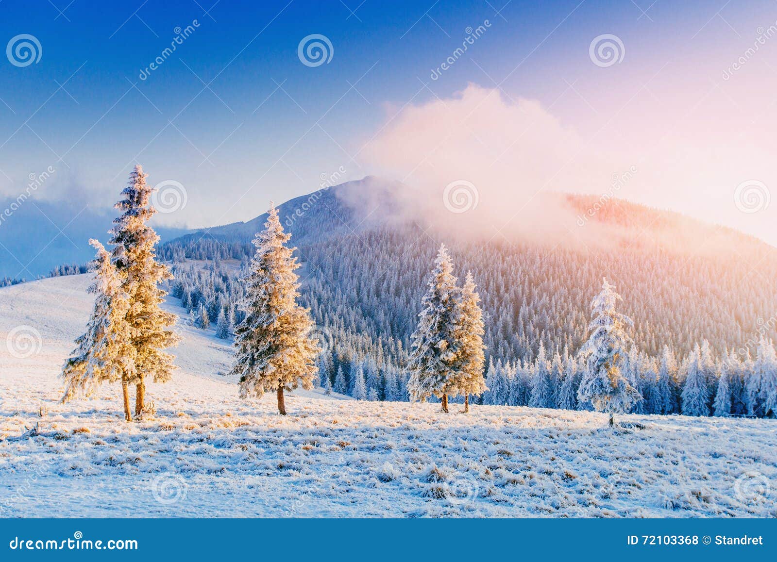 Magical Winter Snow Covered Tree Stock Photo - Image of mountain ...