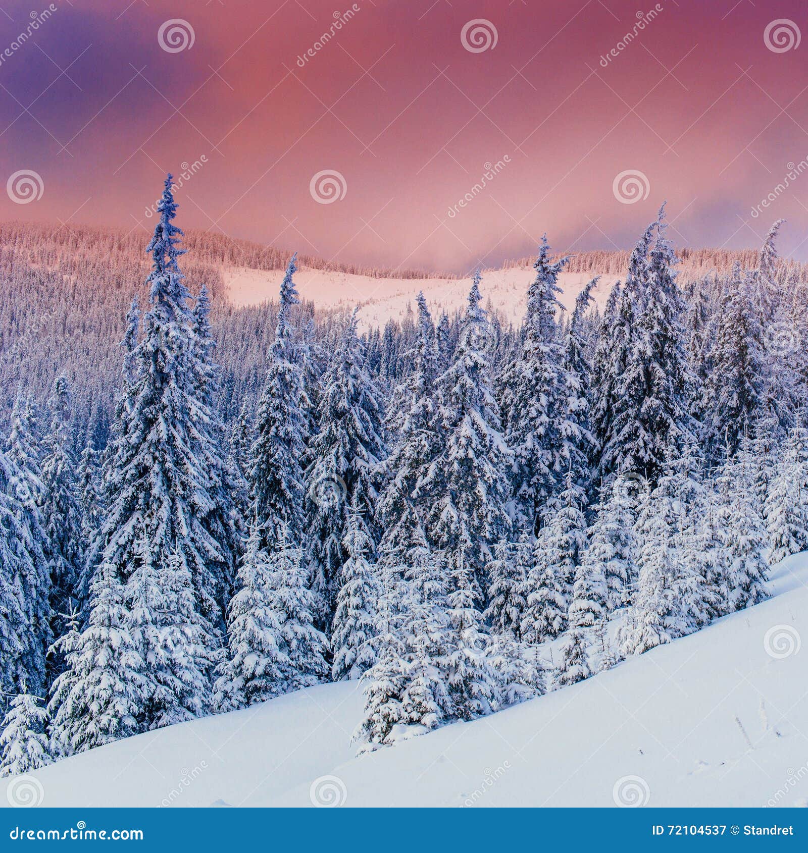 Magical Winter Snow Covered Tree Stock Image - Image of dawn, frost ...