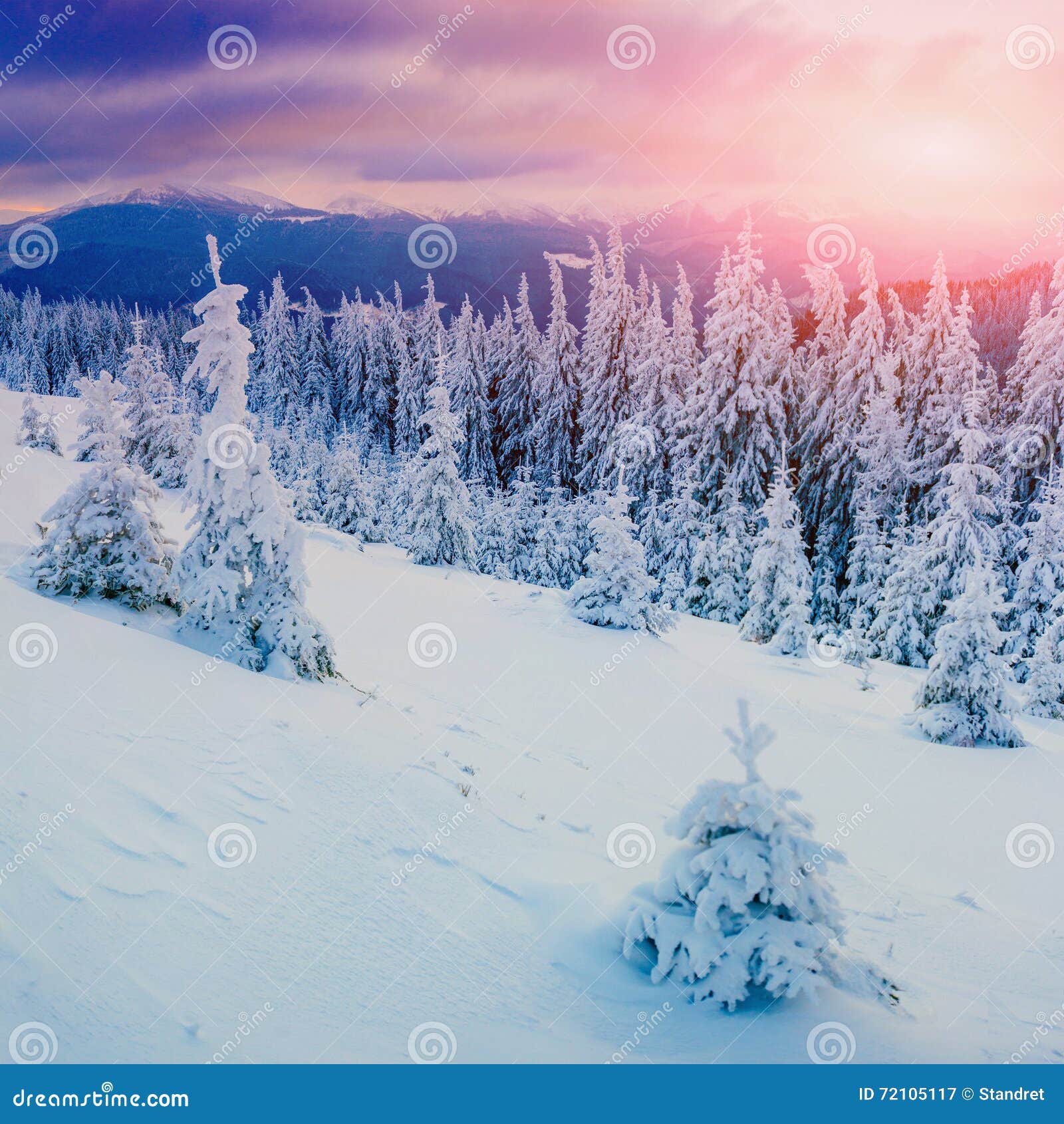 Magical Winter Snow Covered Tree Stock Image - Image of forest, cold ...
