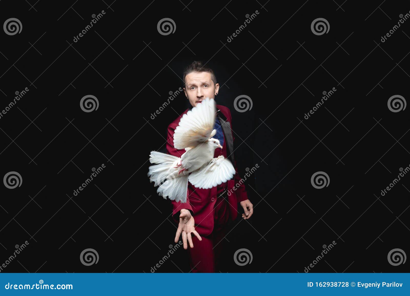 Magician Man Shows Trick with Trained White Dove Bird Stock Photo ...