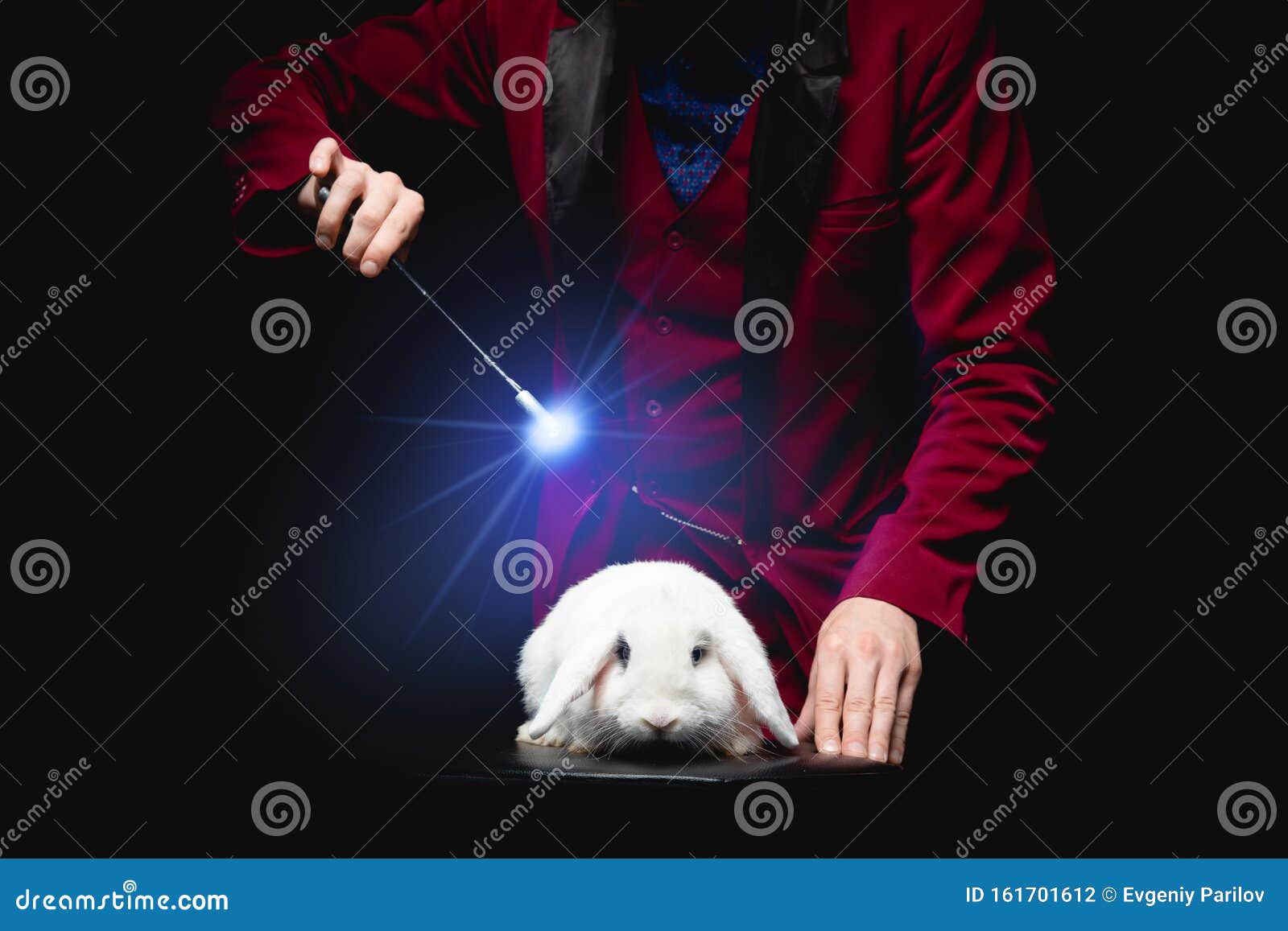 Magician with Rabbit and Magic Wand Shows Focus Stock Photo - Image of ...