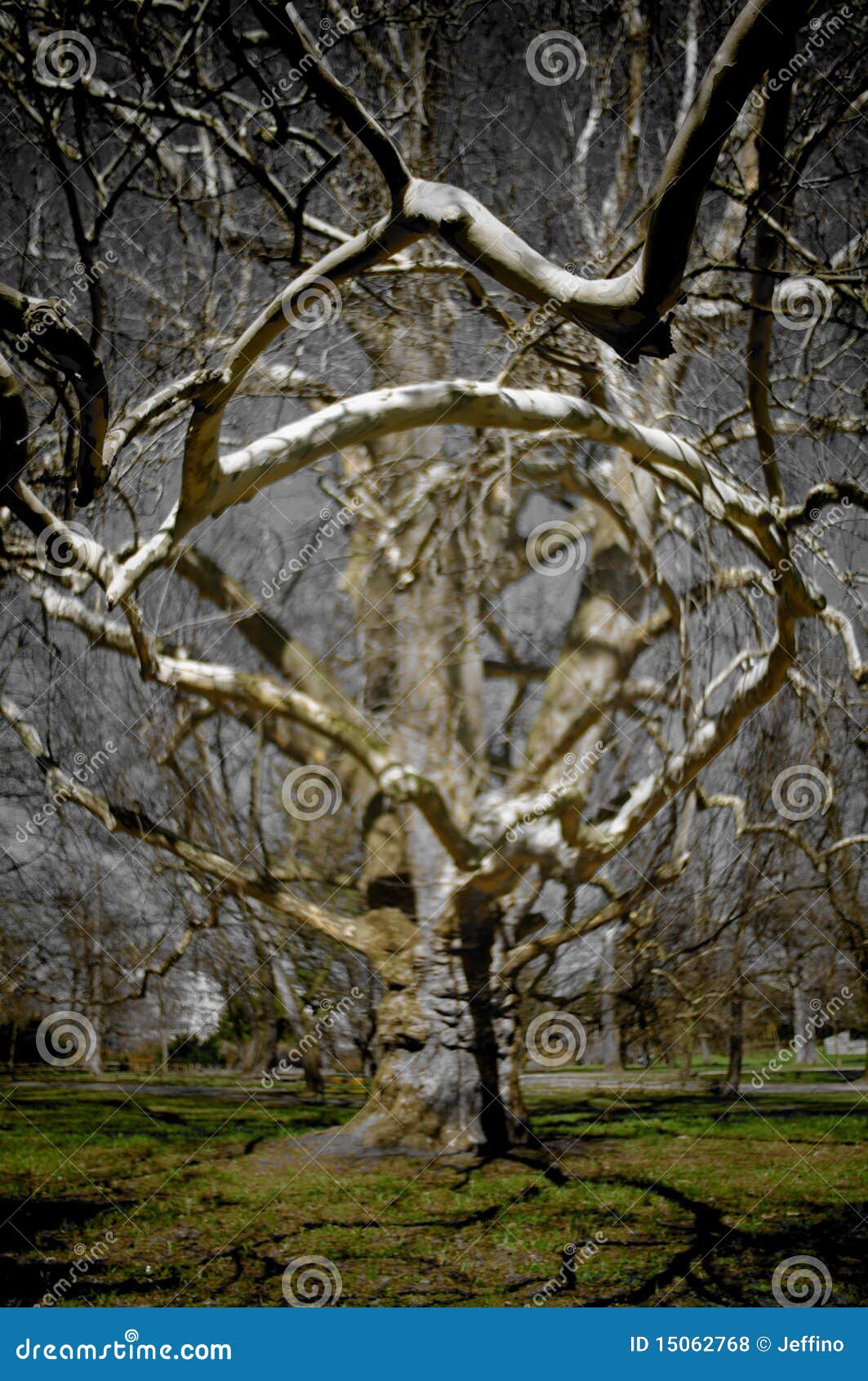 Magische boom stock foto. Image of landschap, boom, park - 15062768