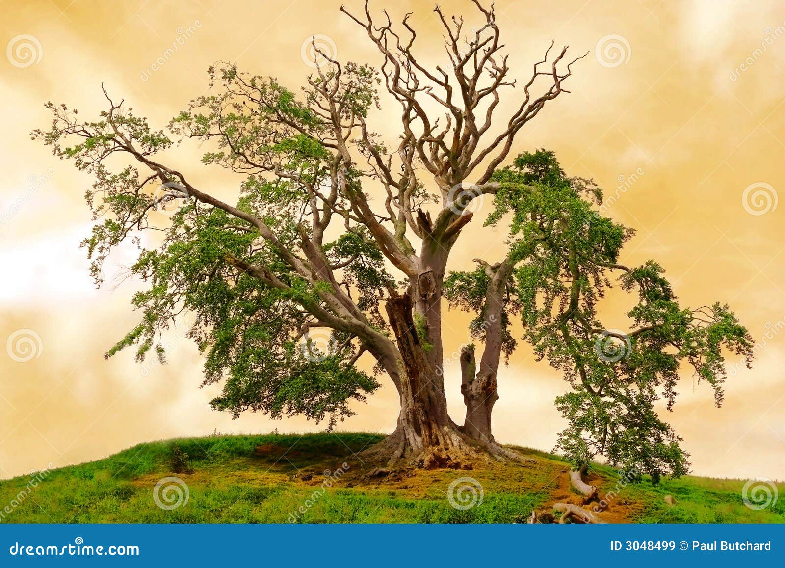 Magische Boom stock afbeelding. Image of nave, boomstam - 3048499