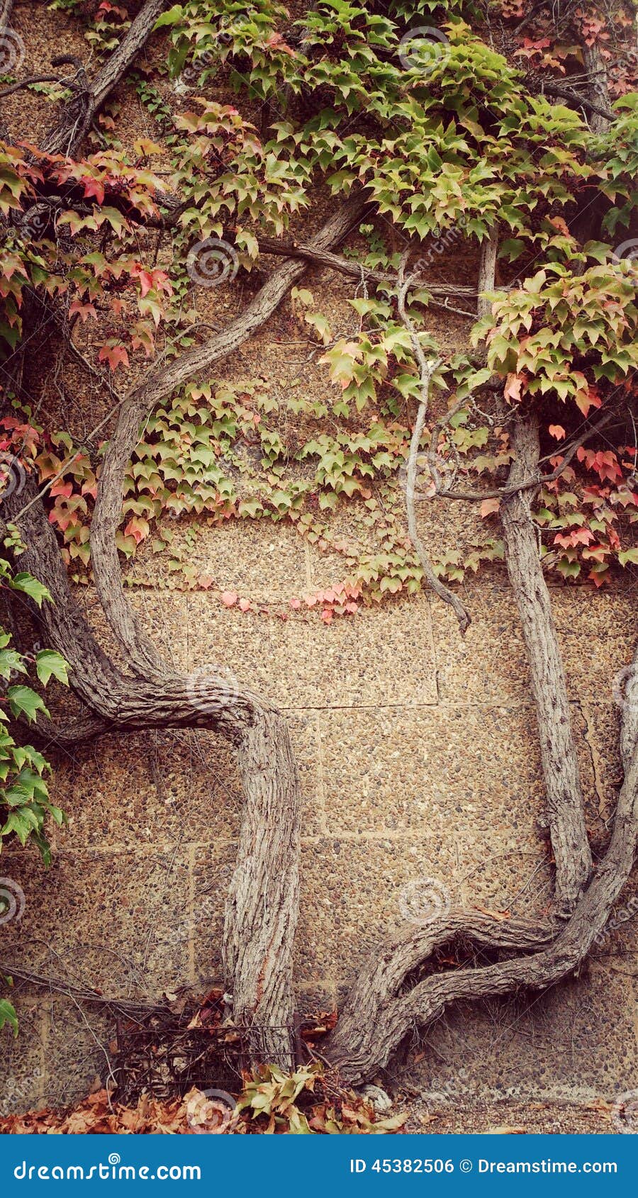 Magische boom stock foto. Image of daling, magisch, boom - 45382506