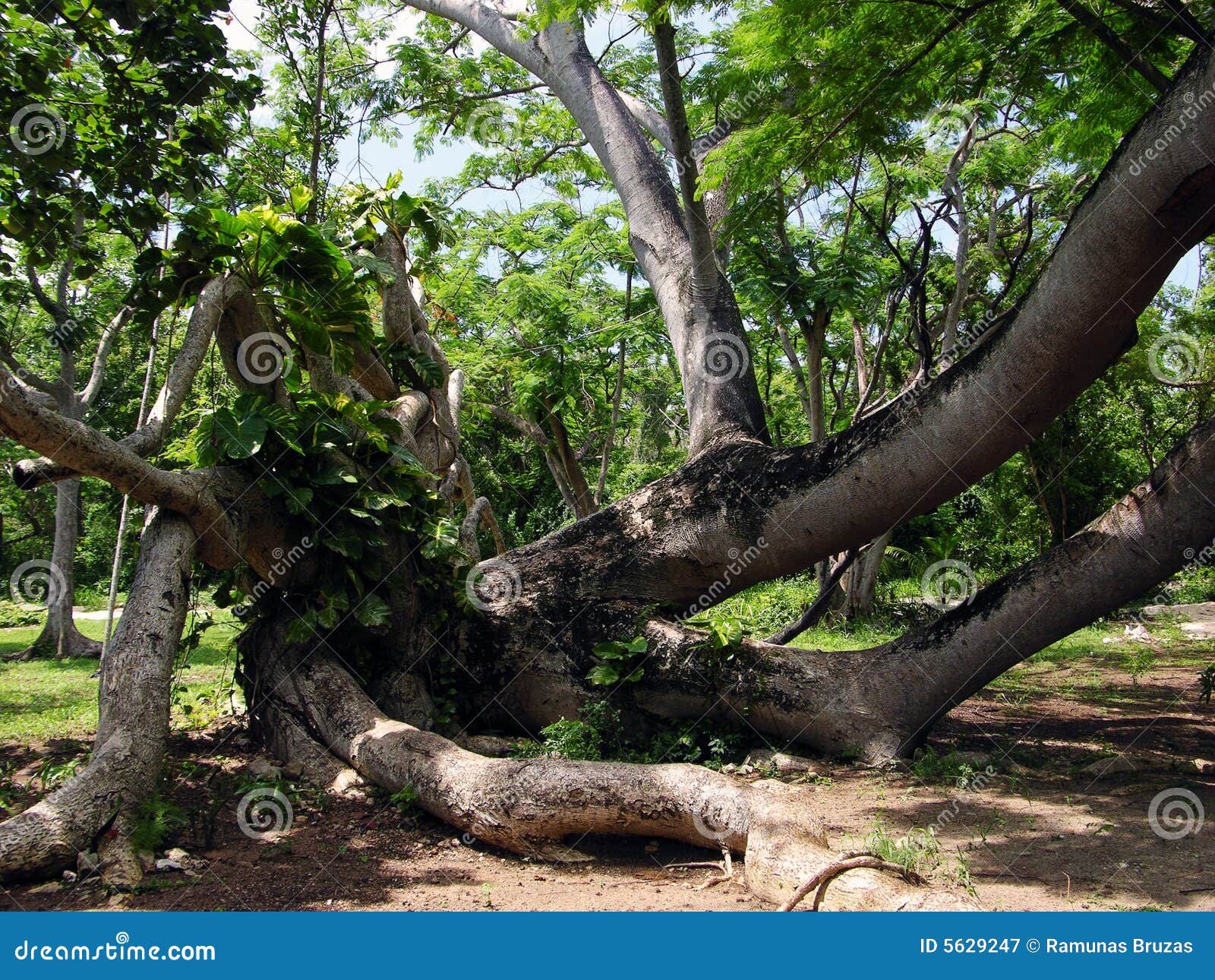 Magische Boom stock afbeelding. Image of bomen, magisch - 5629247