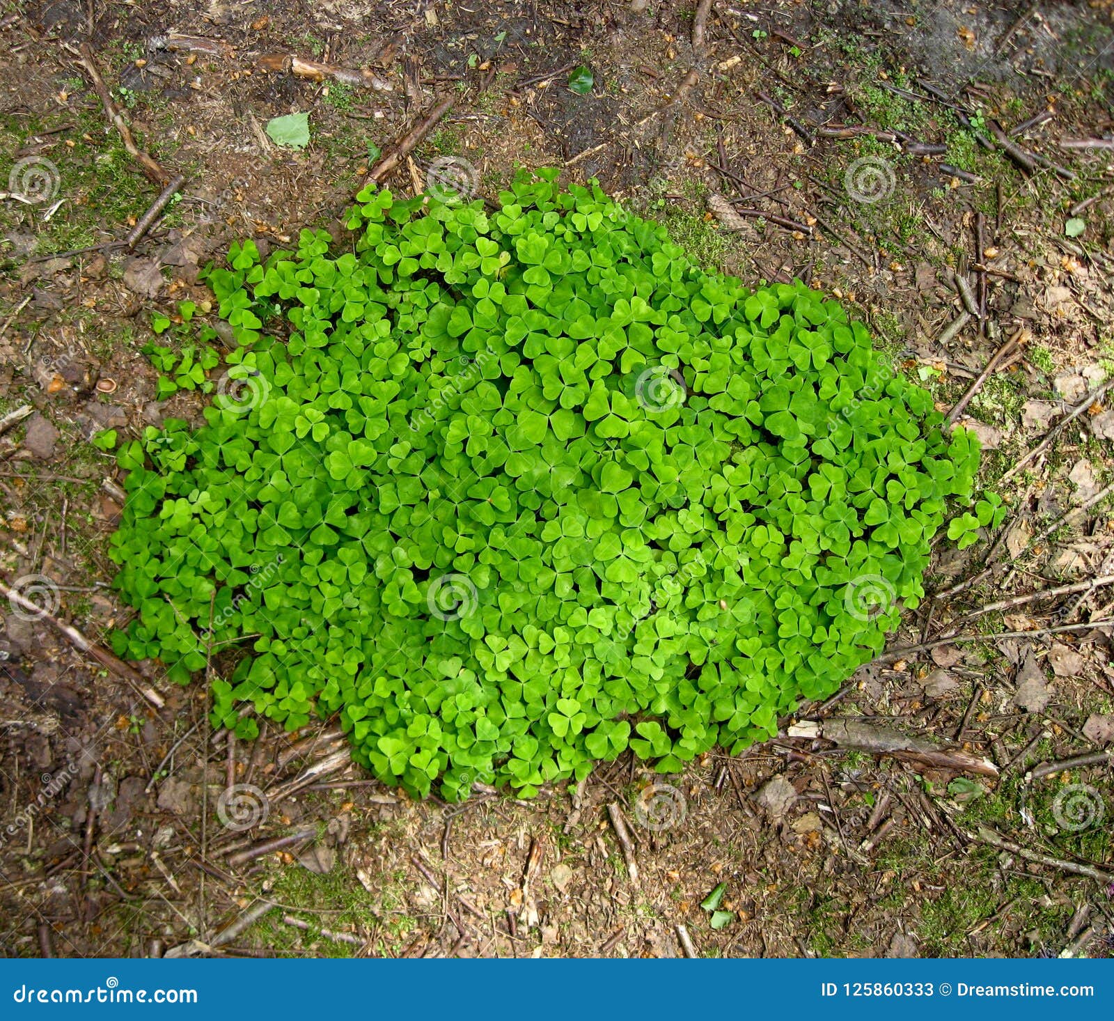 Magische Lichtung mit Klee stockbild. Bild von muster - 125860333