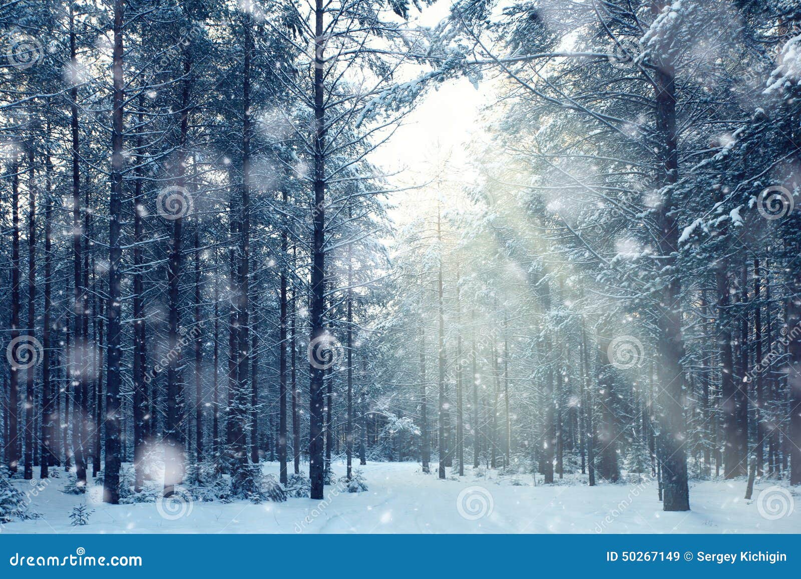 Magischer Winterwald, Märchen, Stockbild - Bild von landschaft ...