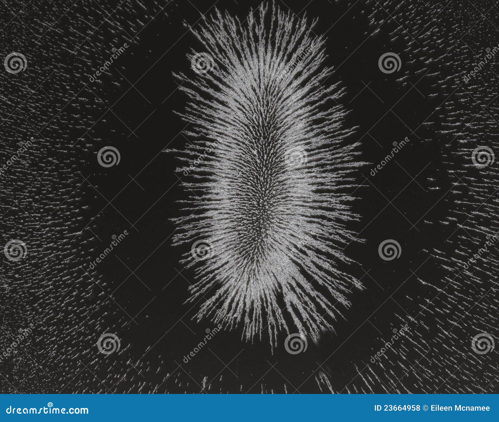 Magnetic Field of a Cow Magnet Stock Photo - Image of magnetic, science ...