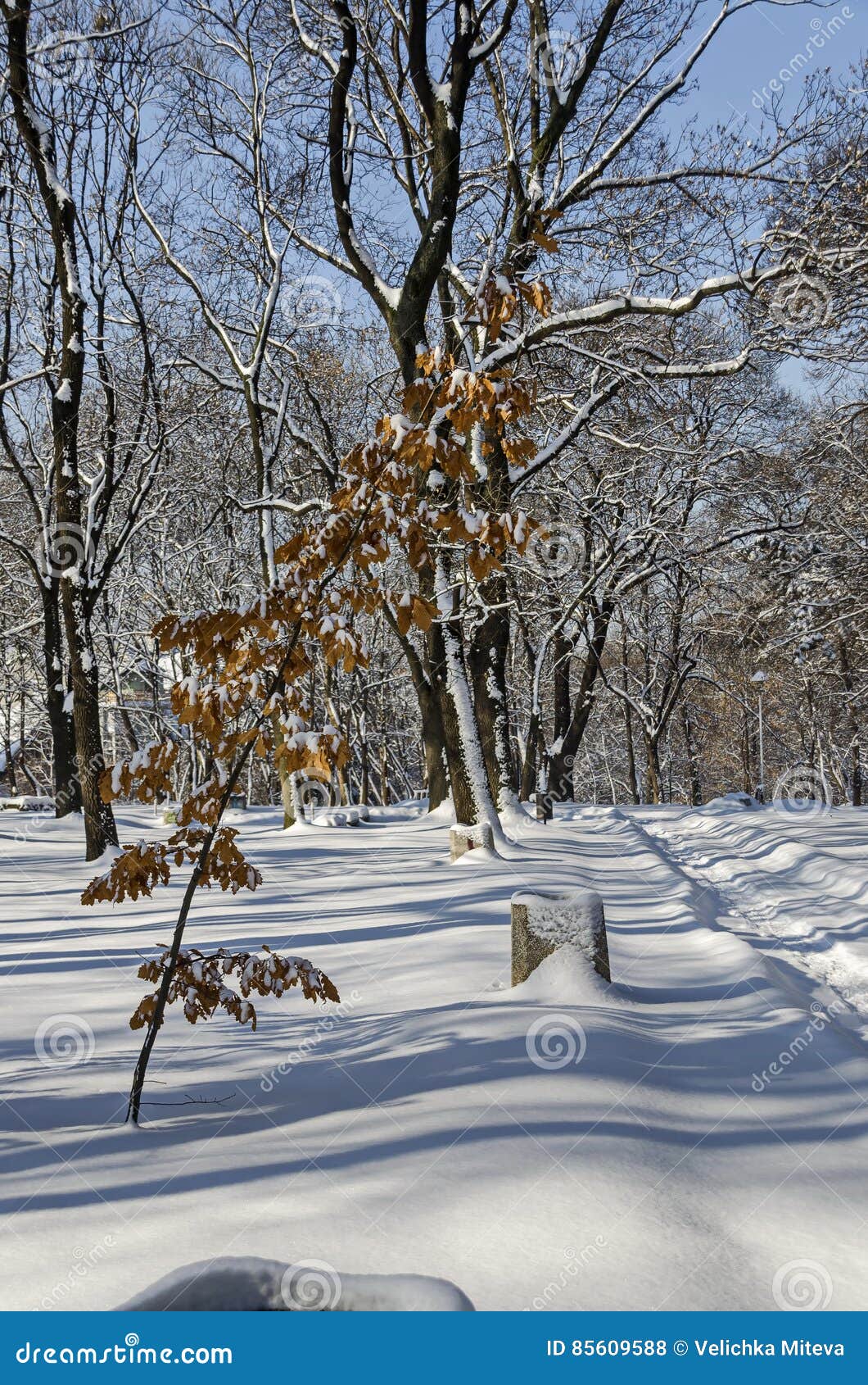 Magnetic Winter Scene of Forest and Young Sapling Oak-tree in Park ...