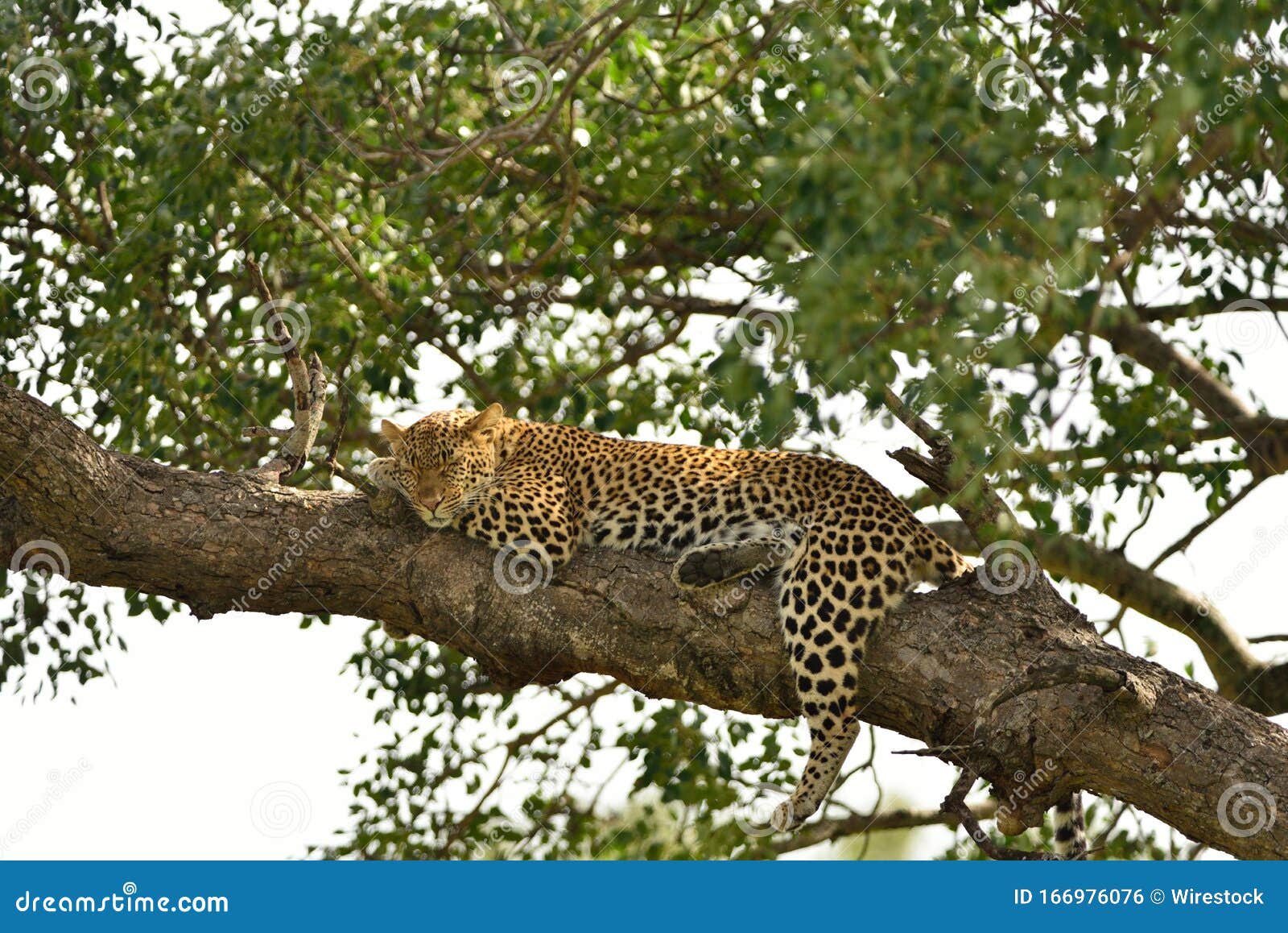 Magnificent African Leopard on a Branch of a Tree Captured in the ...