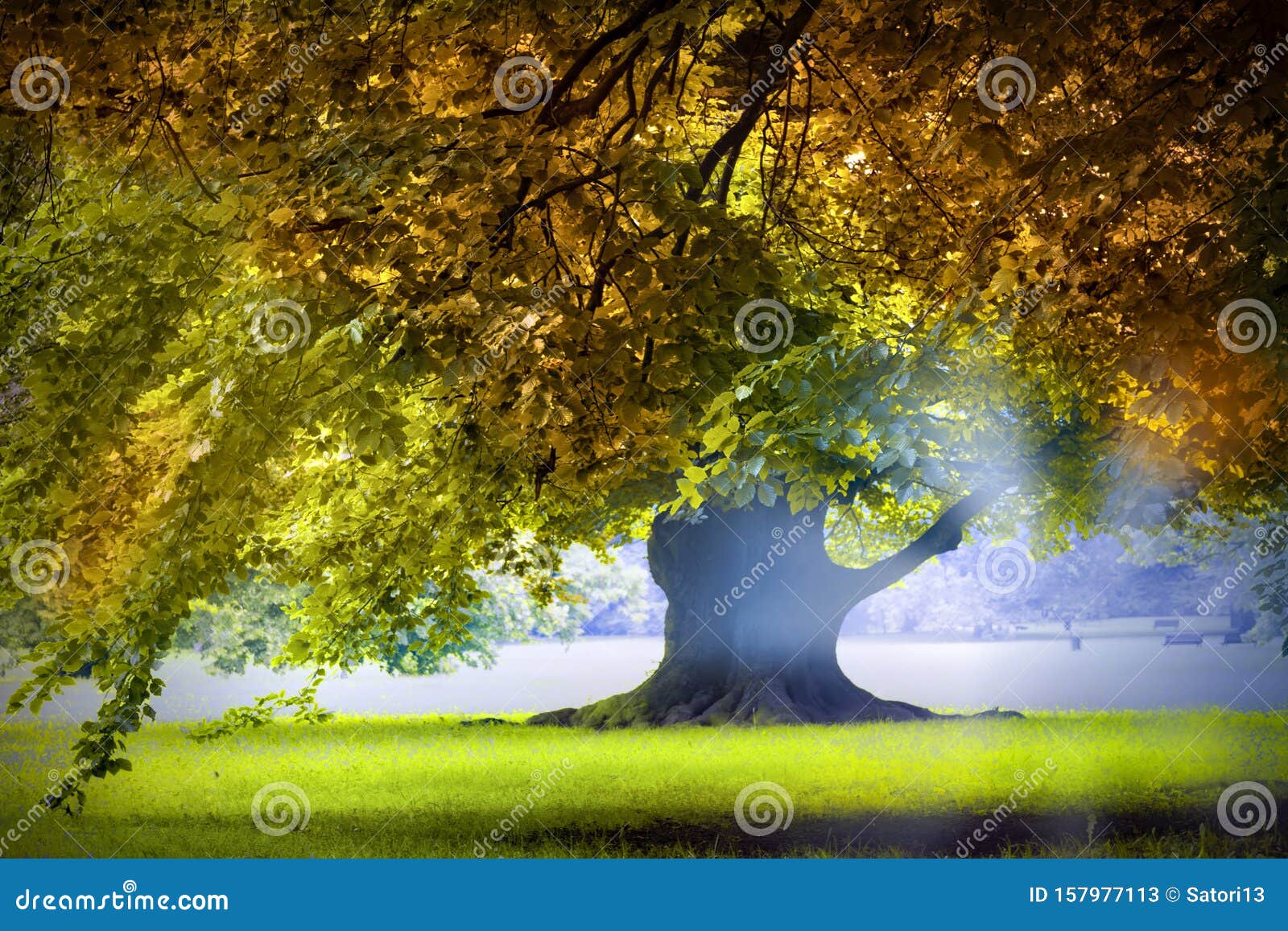 Magnificent Ancient Oak Tree on the Field Stock Image - Image of nature ...