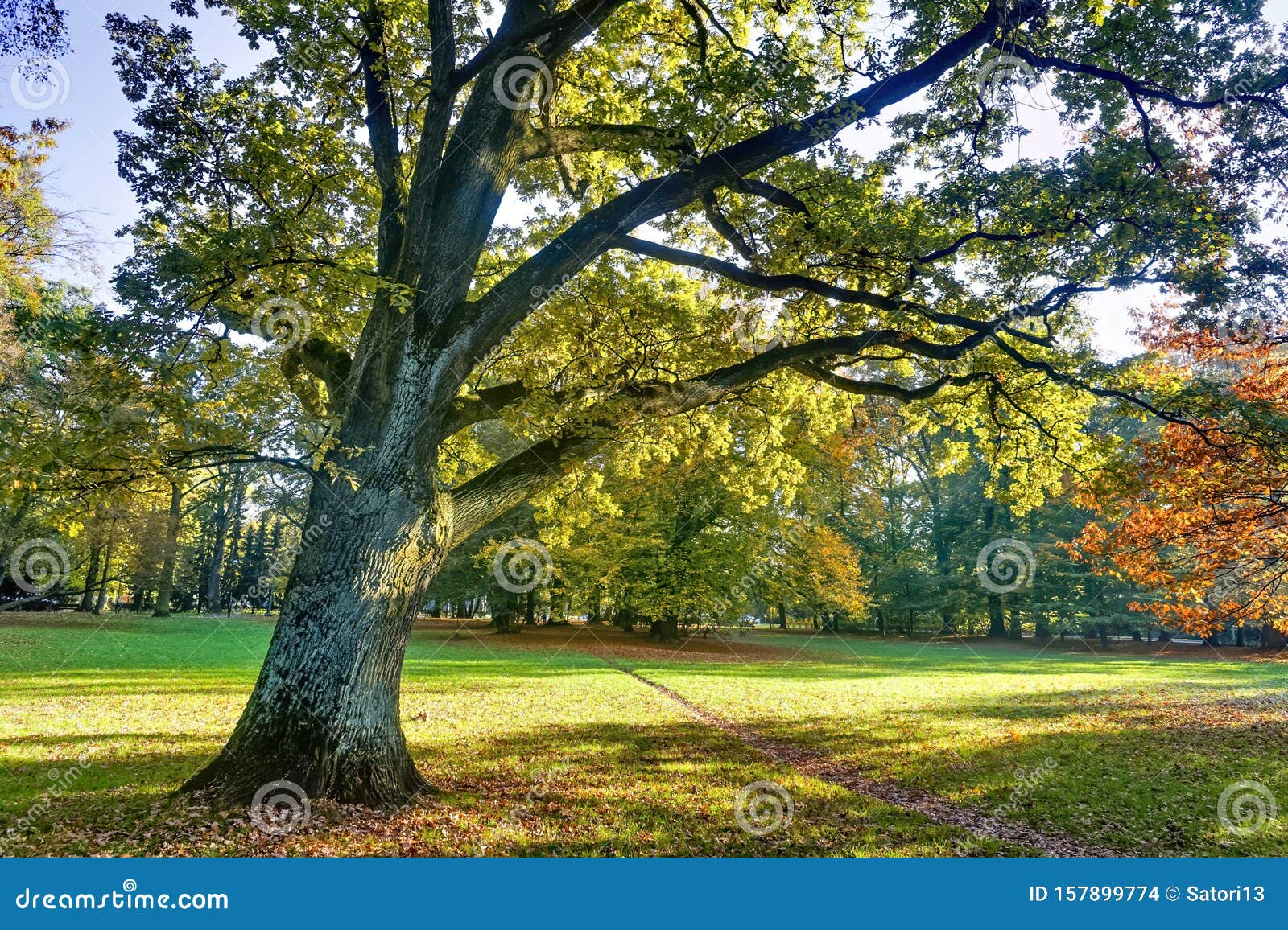 Magnificent Ancient Oak Tree on the Field Stock Photo - Image of summer ...
