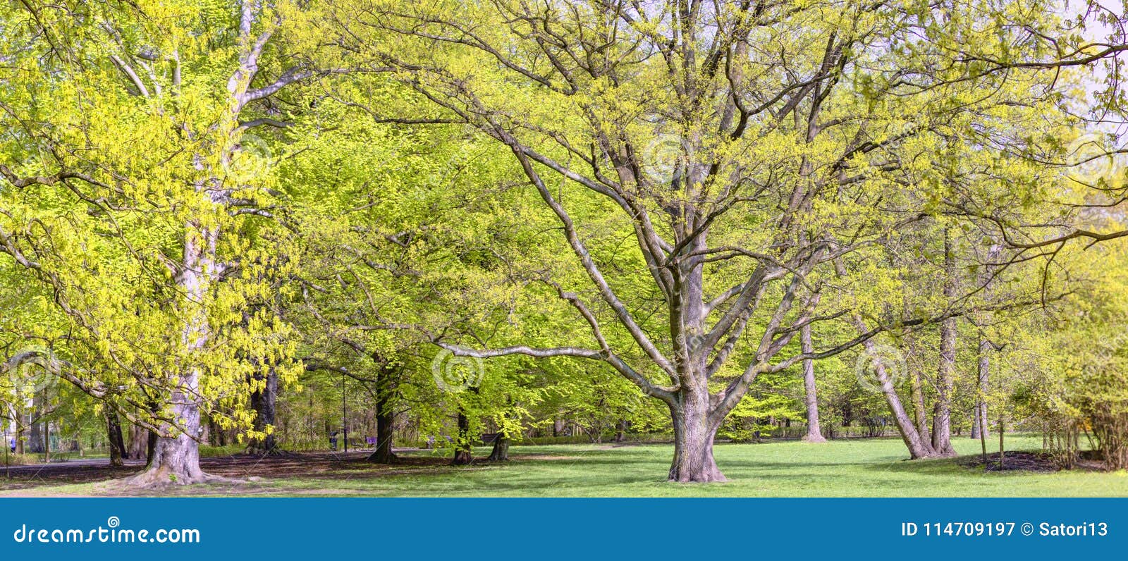 Magnificent Ancient Plane Tree Stock Image - Image of large, peaceful ...