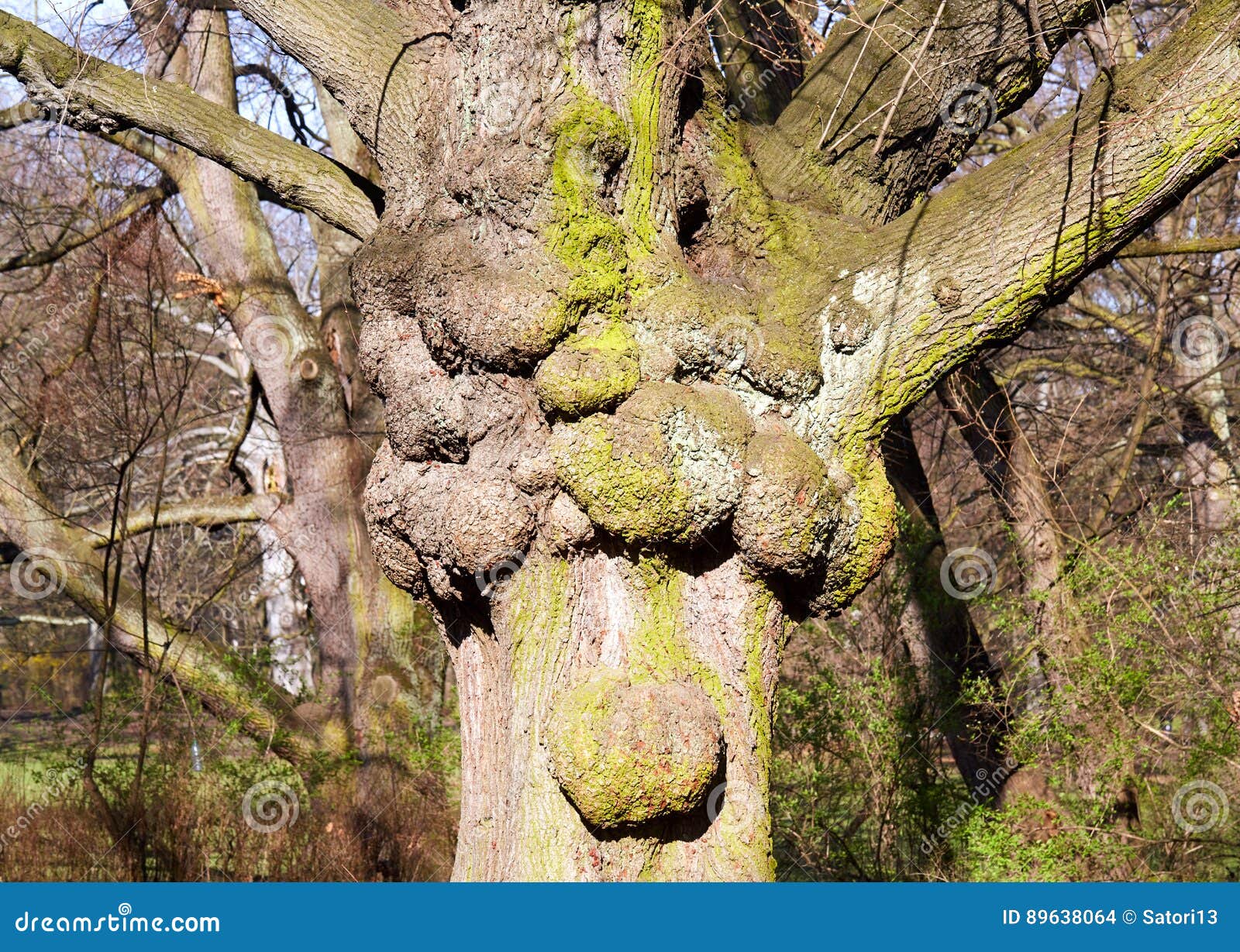 Magnificent Ancient Plane Tree Stock Photo - Image of spring, awesome ...