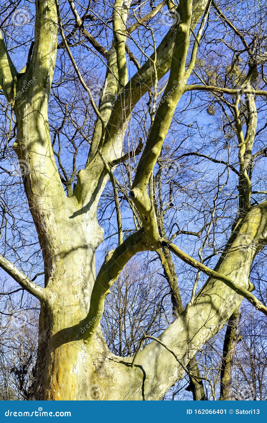 Magnificent Ancient Plane Tree in Spring Time Stock Image - Image of ...