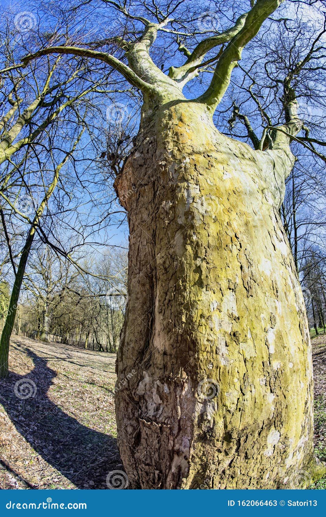 Magnificent Ancient Plane Tree in Spring Time Stock Image - Image of ...