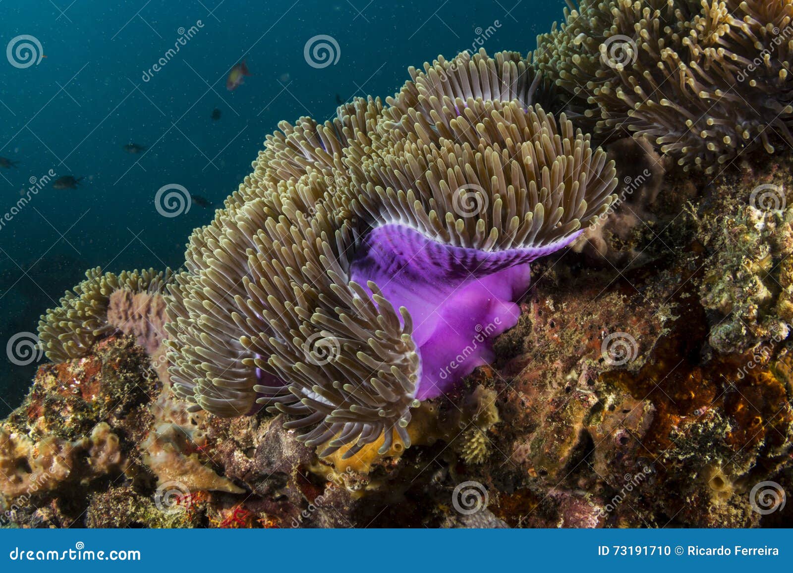 Magnificent anemone stock photo. Image of coral, mozambique - 73191710