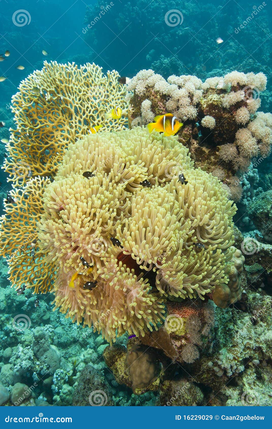 Magnificent Anemone with Clownfishes. Stock Image - Image of ...