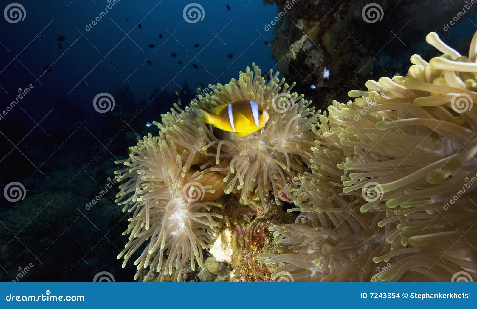 Magnificent Anemone (heteractis Aurora) Stock Photo - Image of ...