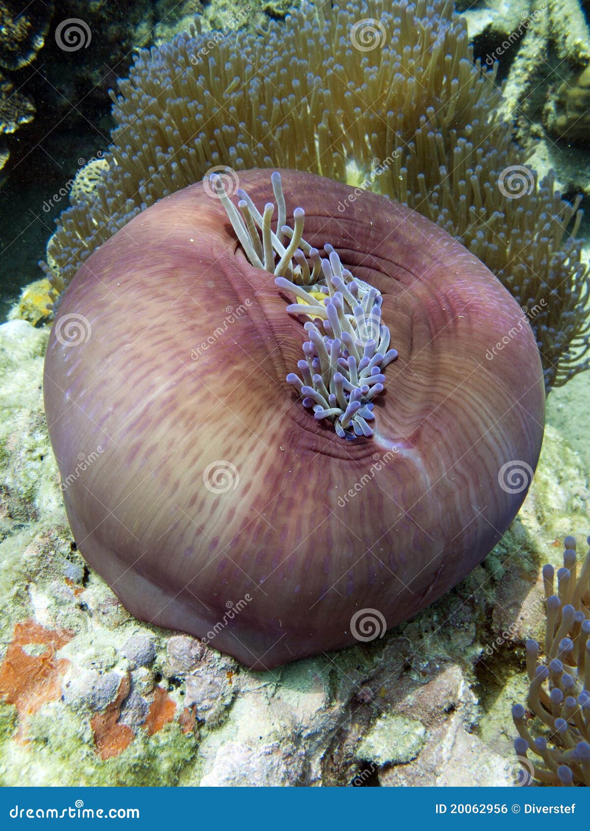 Magnificent Anemone - Heteractis Magnifica Stock Photo - Image of reef ...