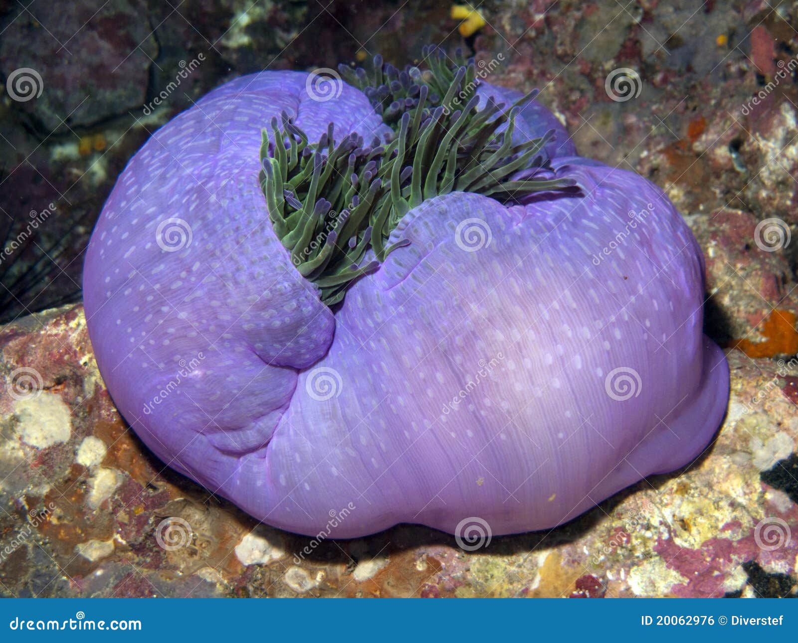 Magnificent Anemone - Heteractis Magnifica Stock Photo - Image of dive ...