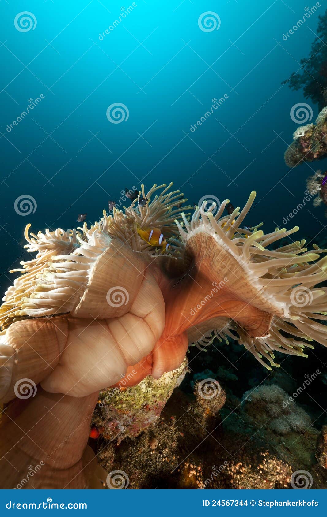 Magnificent Anemone (heteractis Magnifica) in the Red Sea. Stock Photo ...