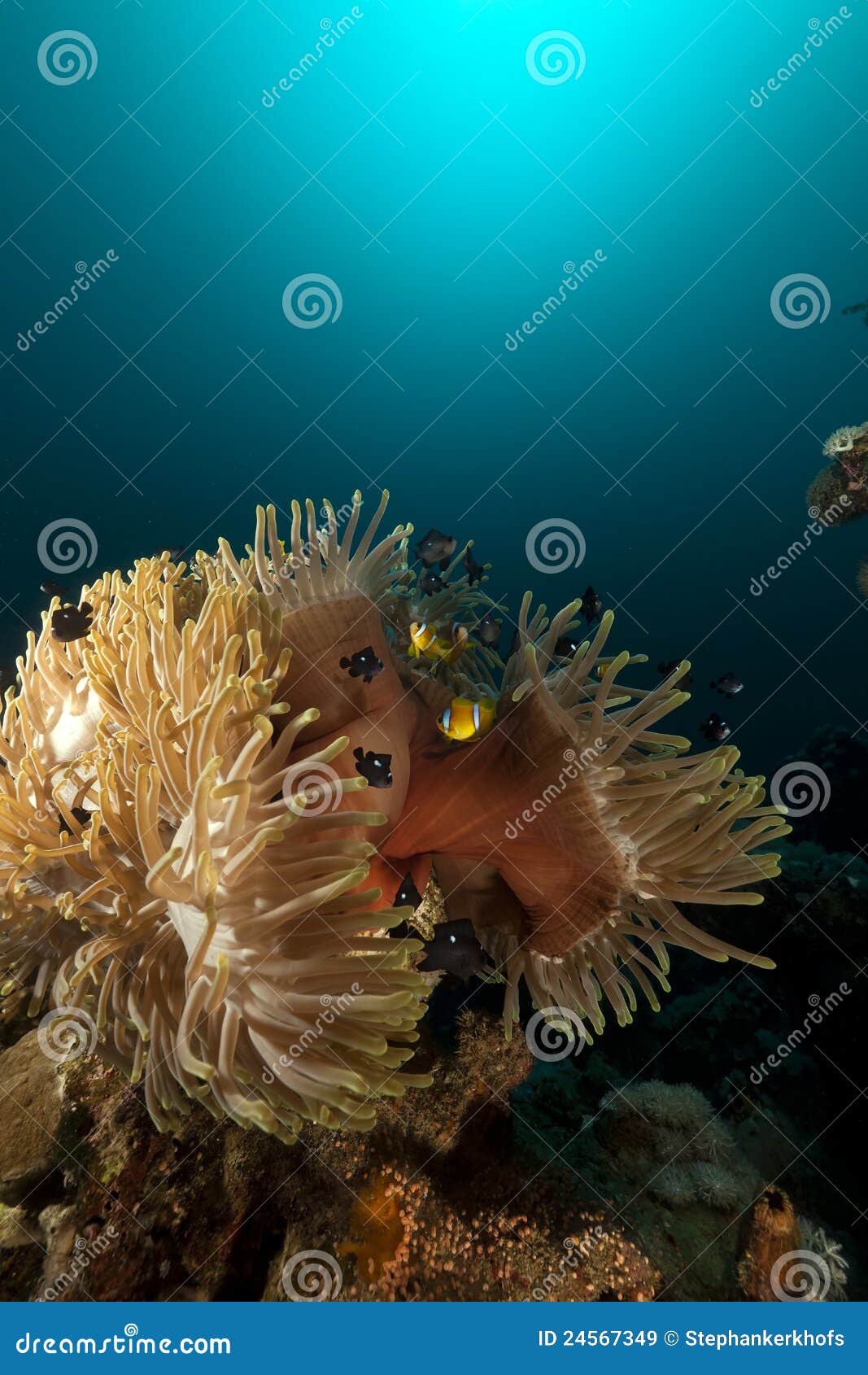 Magnificent Anemone (heteractis Magnifica) in the Red Sea. Stock Image ...