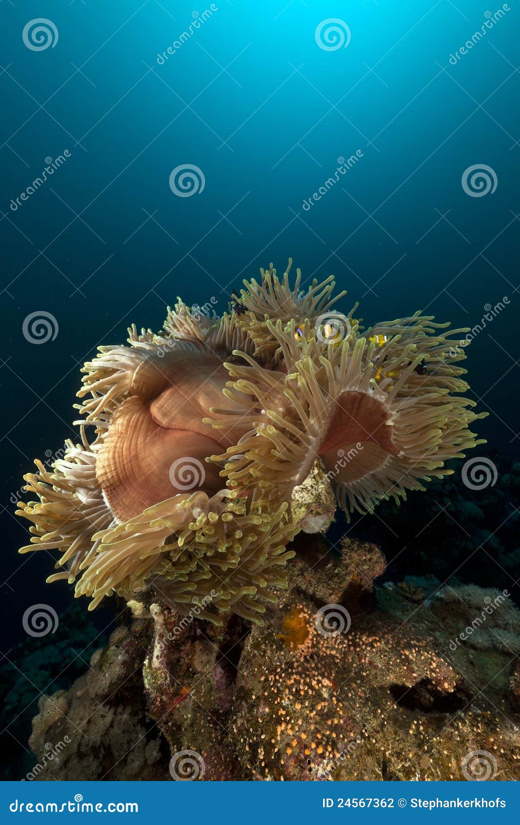 Magnificent Anemone (heteractis Magnifica) in the Red Sea. Stock Photo ...