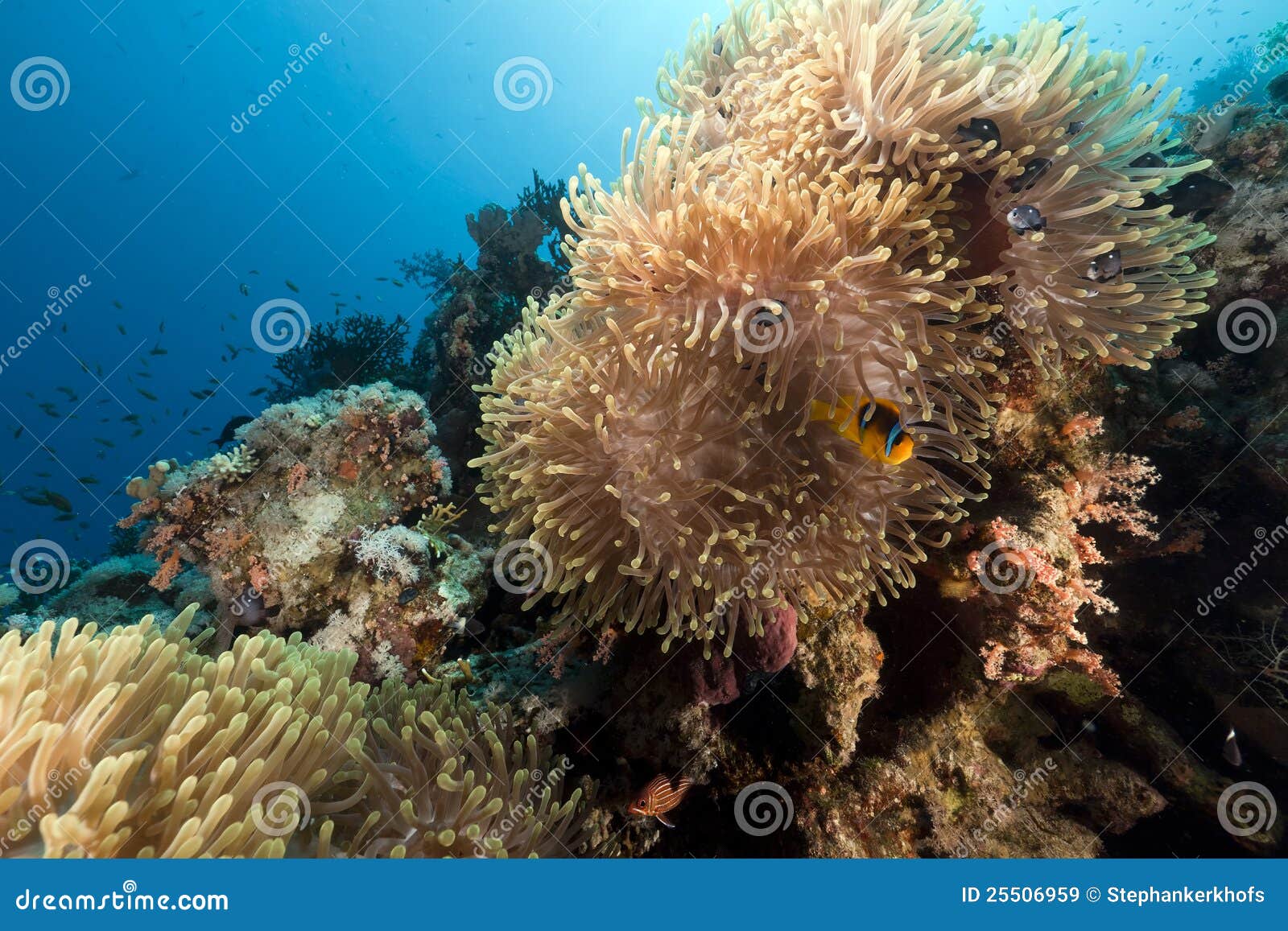 Magnificent Sea Anemone (Heteractis Magnifica) Stock Photo ...