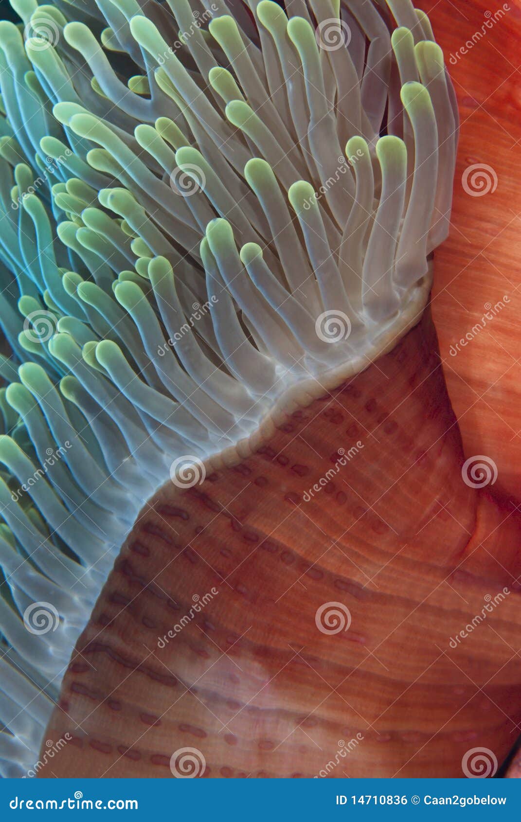 Magnificent Anemone S Mantle. Stock Photo - Image of underwater ...