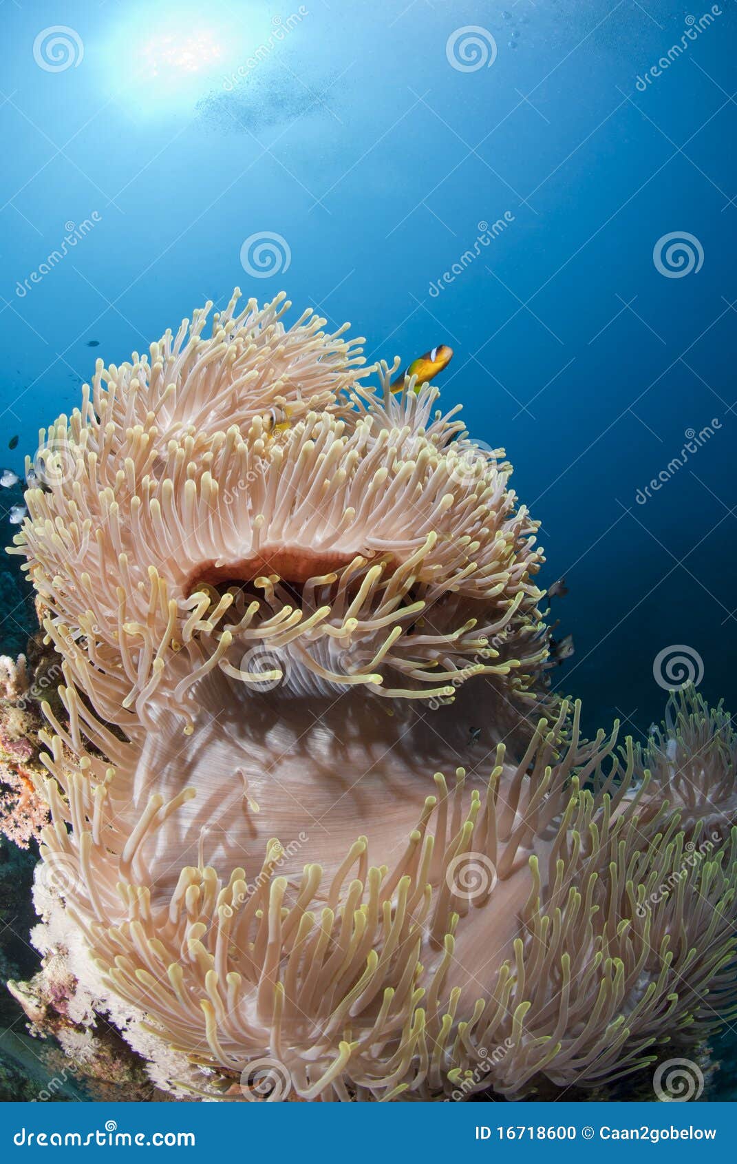 Magnificent Sea Anemone (Heteractis Magnifica) Stock Photo ...
