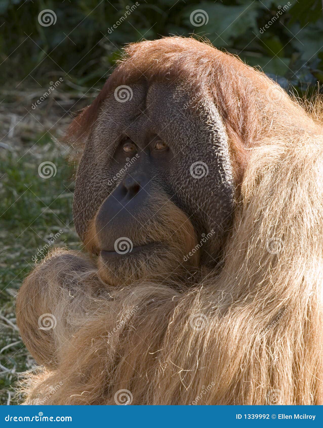 Magnificent Ape stock photo. Image of rainforest, wildlife - 1339992