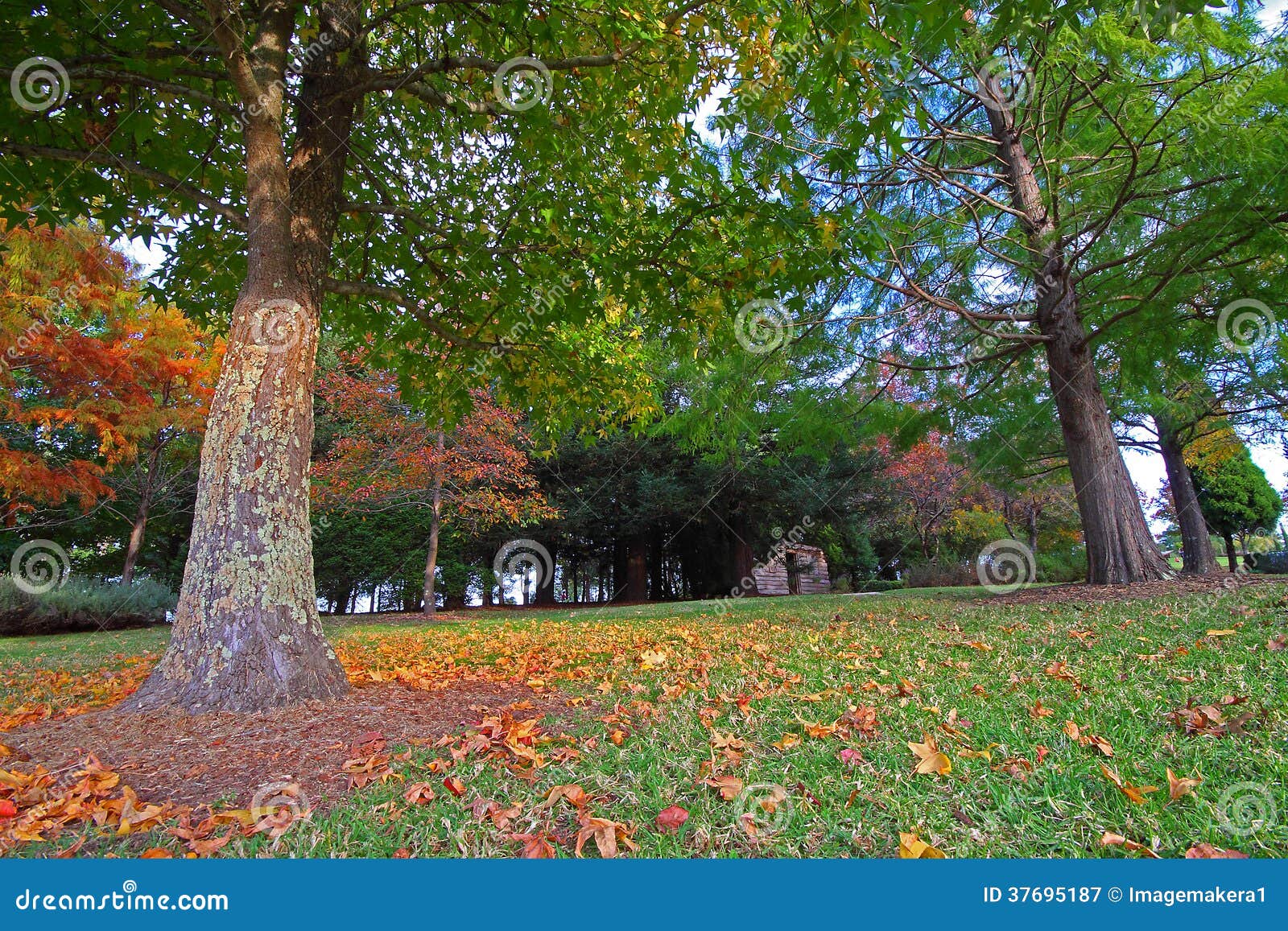 Magnificent Autumn Forest Scene Stock Image - Image of light ...