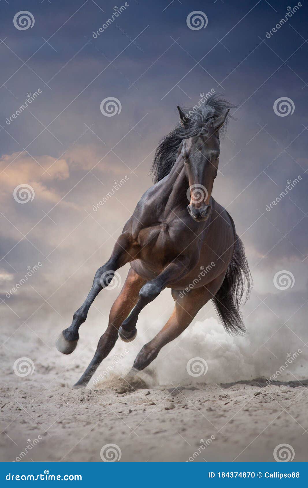 Magnificent Bay Stallion Run Stock Photo - Image of background, black ...