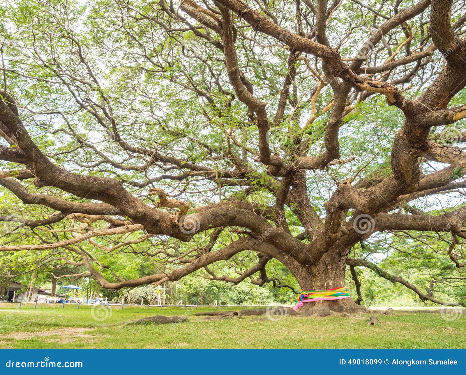 Magnificent Big Rain Tree with Massive Trunk, Thailand Stock Image ...