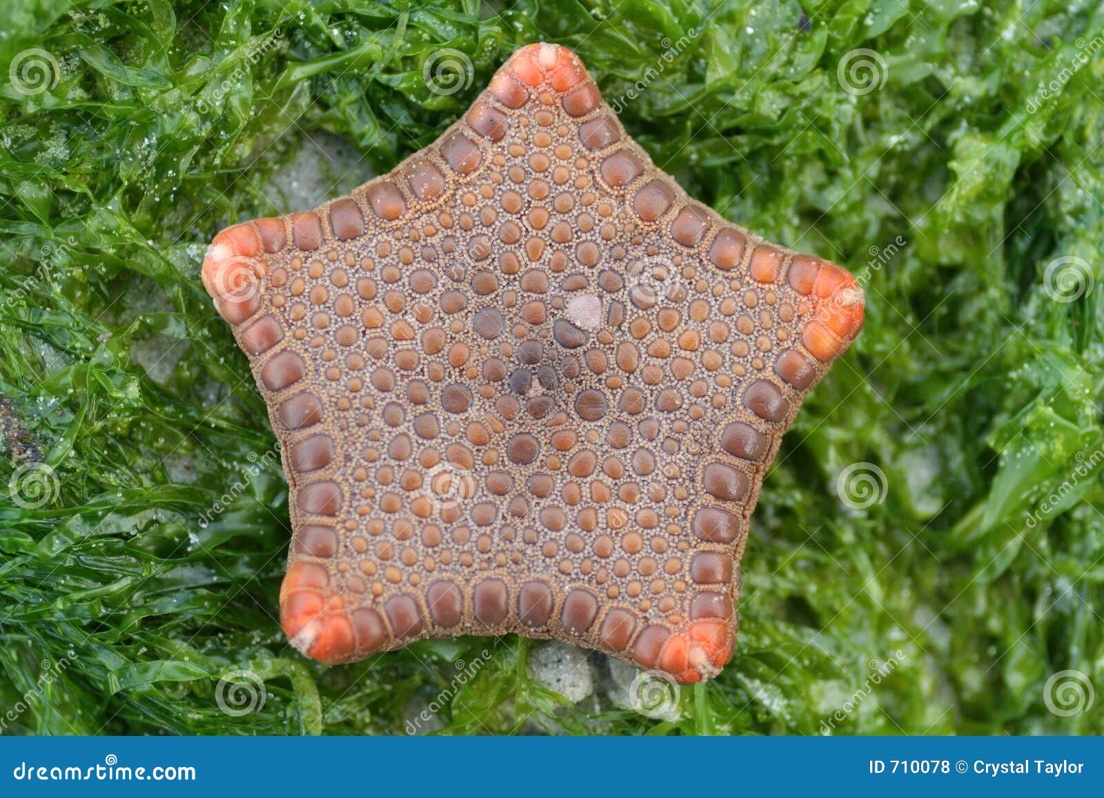 MAGNIFICENT BISCUIT SEASTAR Stock Photo - Image of australia, ocean: 710078