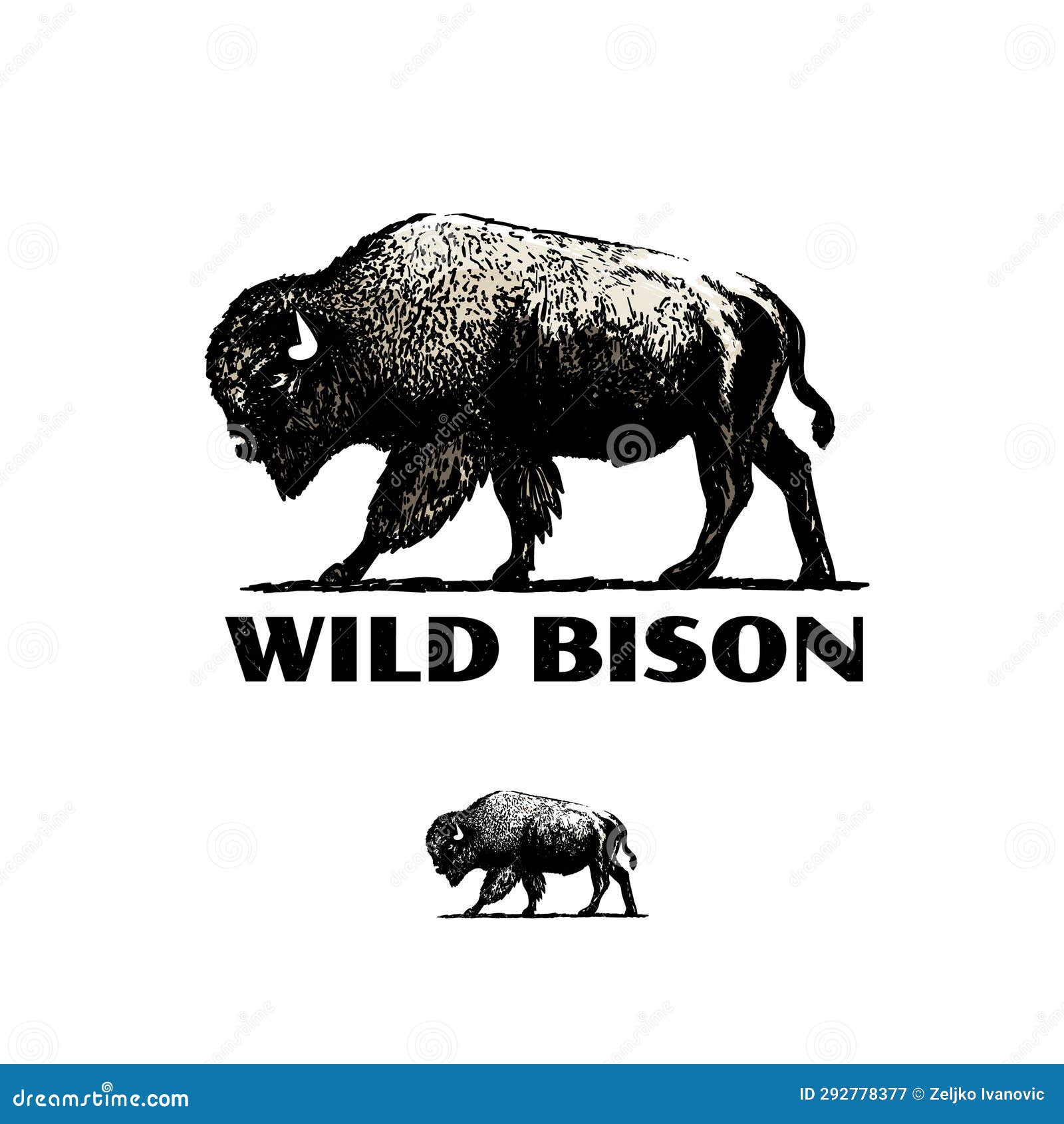 Bison Vector Illustration Isolated On White Background. Portrait Of ...
