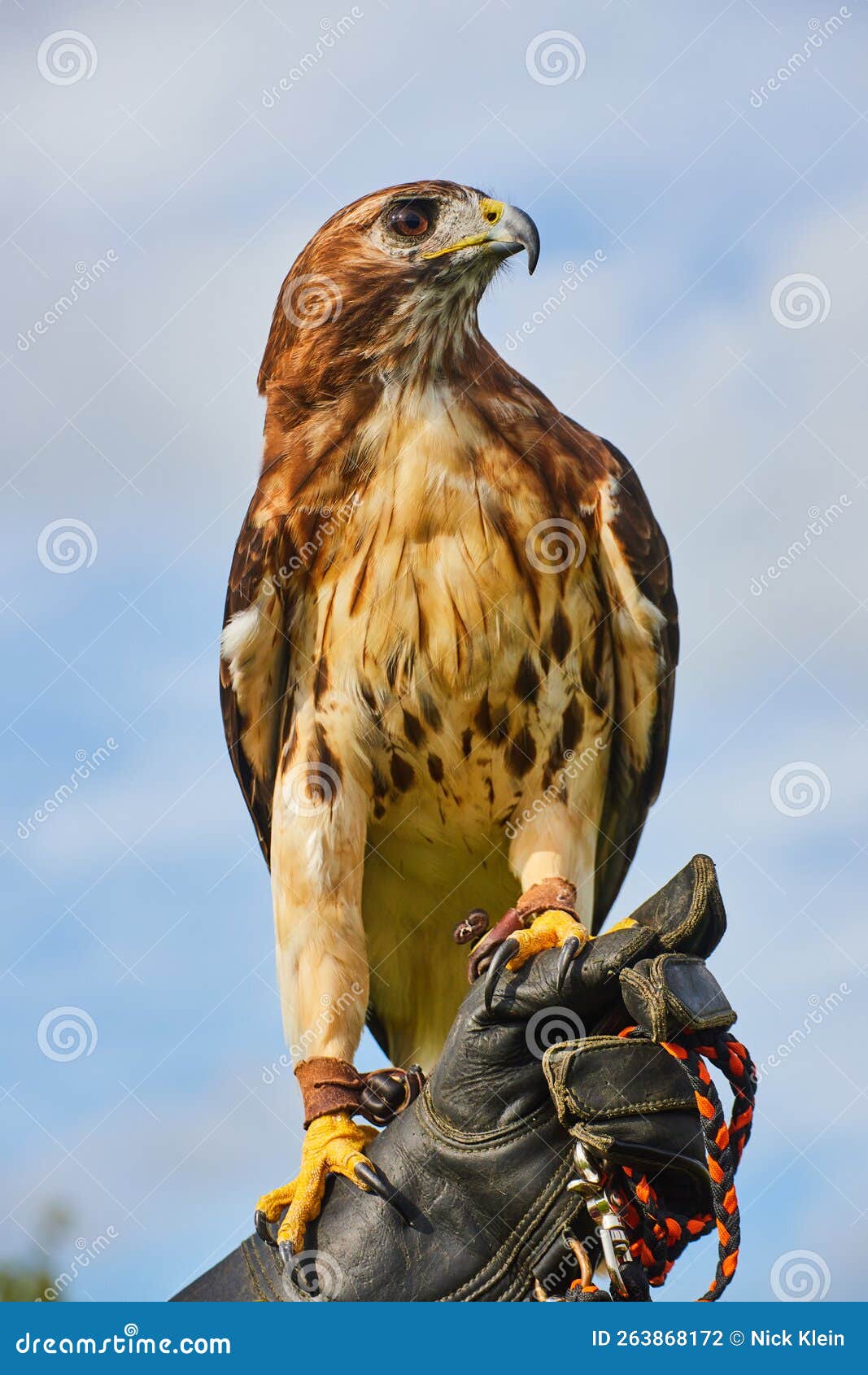 Magnificent Broad-winged Hawk Resting on Leather Glove of Trainer Stock ...