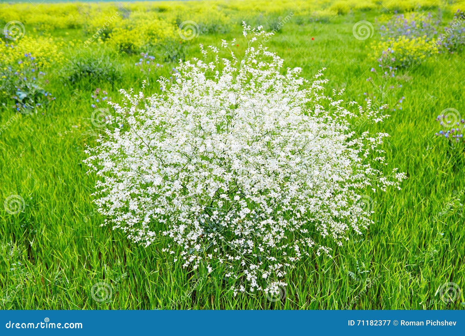 Magnificent Bush of White Flowers Stock Image - Image of natural ...