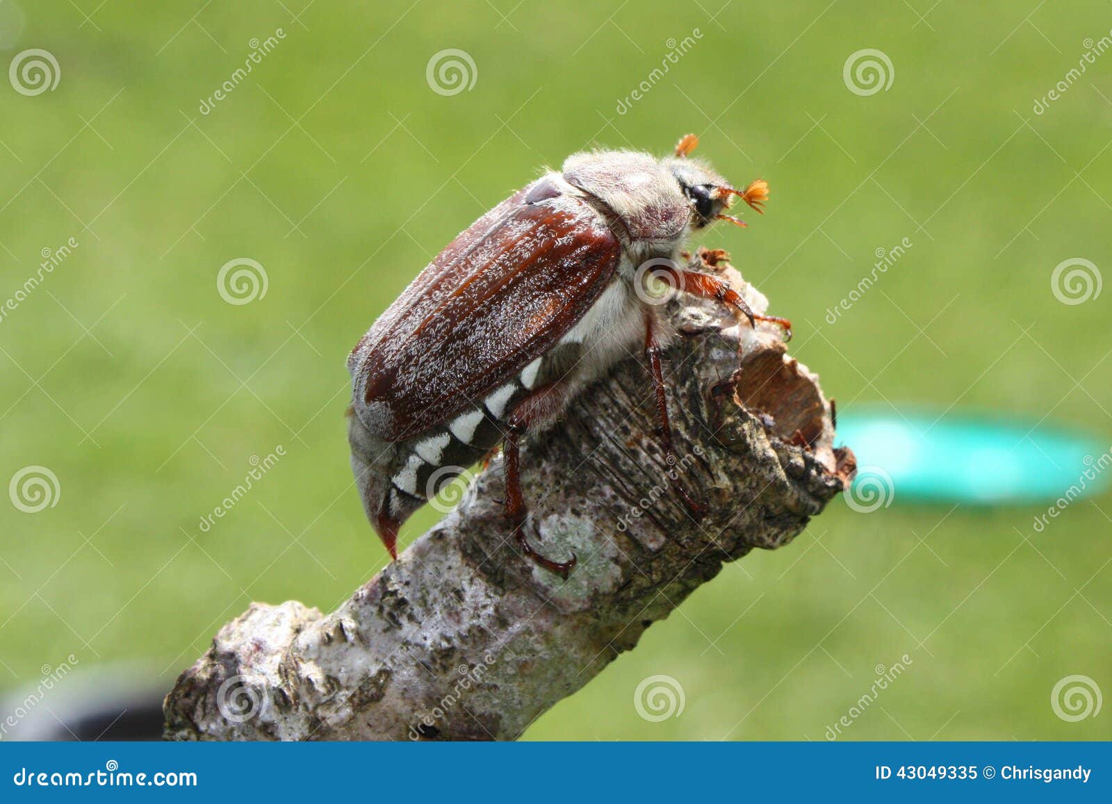 A Magnificent Cockchafer Insect Beetle Stock Image - Image of nature ...