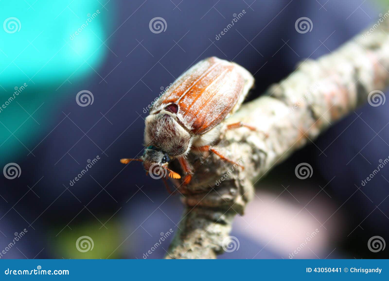 Magnificent Cockchafer Insect Beetle Stock Photos - Free & Royalty-Free ...